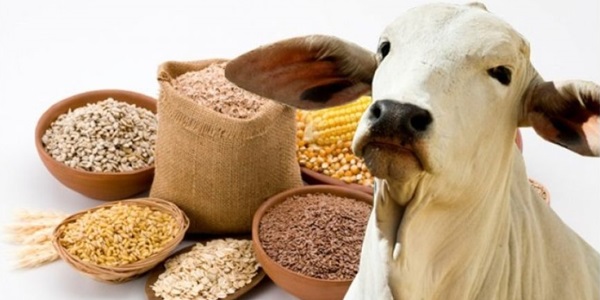 Webinar debate fiscalização federal de produtos agropecuários - Portogente